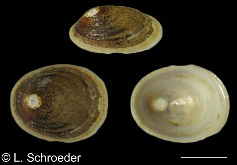 Gastropods - Acmaeidae, Lepetidae, Lottiidae, Siphonariidae, Trimusculidae